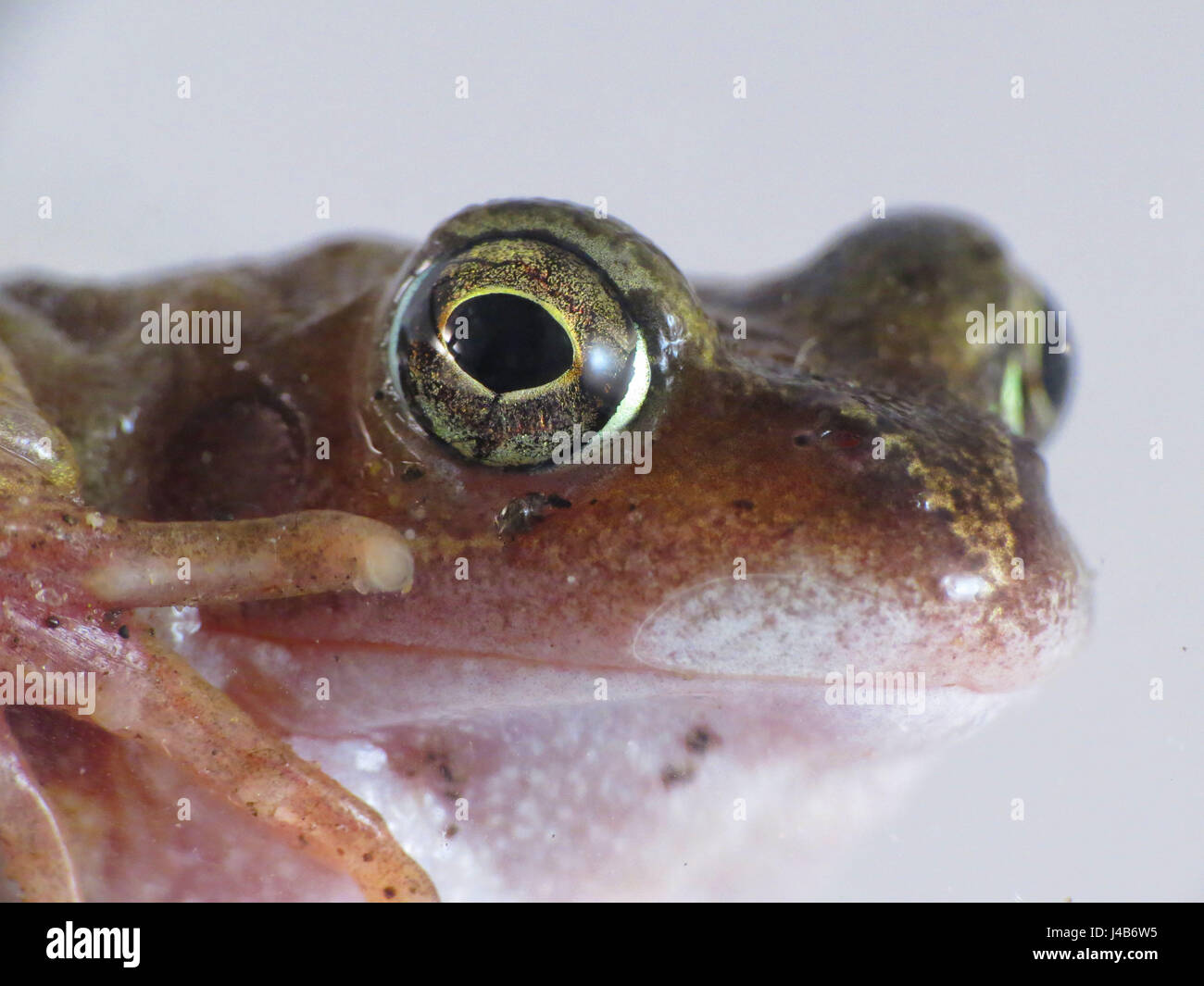 Detailed macro eye hi-res stock photography and images - Alamy