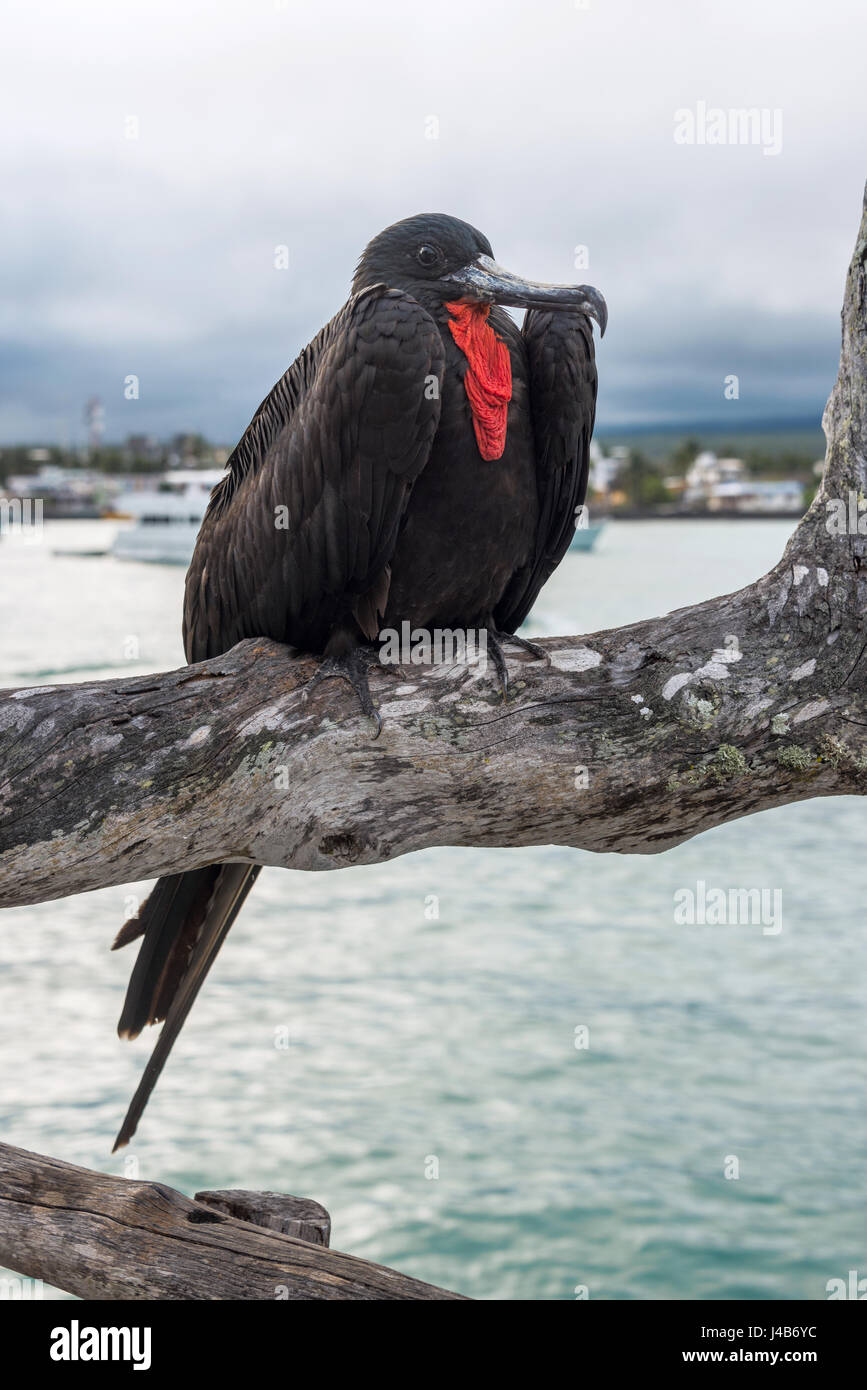 Frigate bird sits on a branch on the background of the Academic Bay in ...