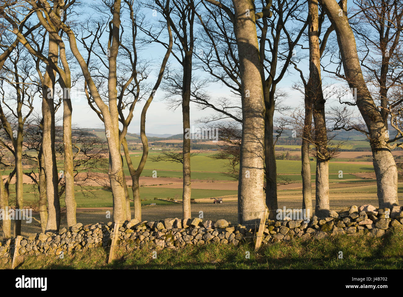 A View of Farmland Through a Line Beech Trees in Aberdeenshire Stock ...