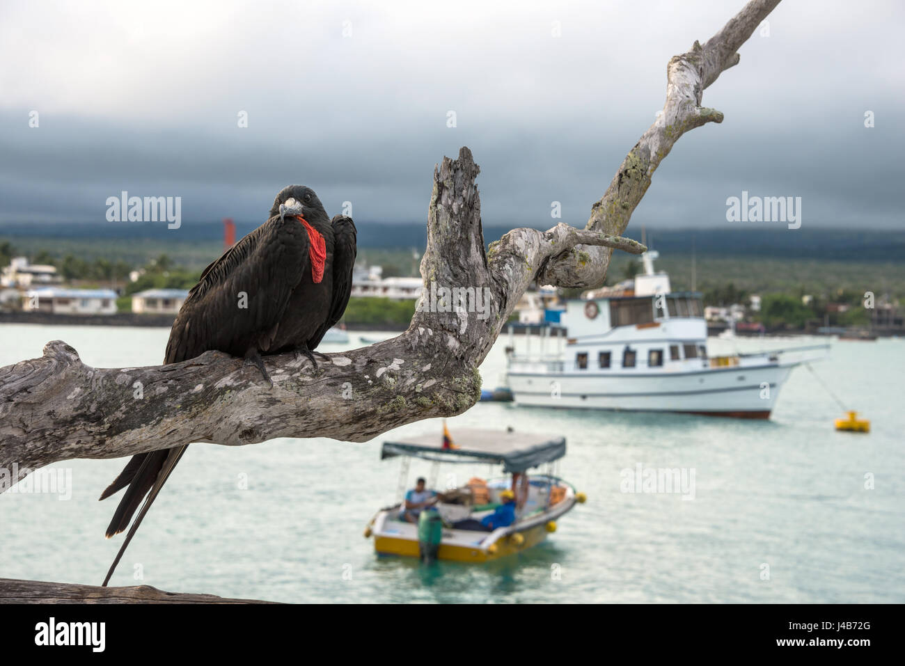 Frigate bird sits on a branch on the background of the Academic Bay in ...