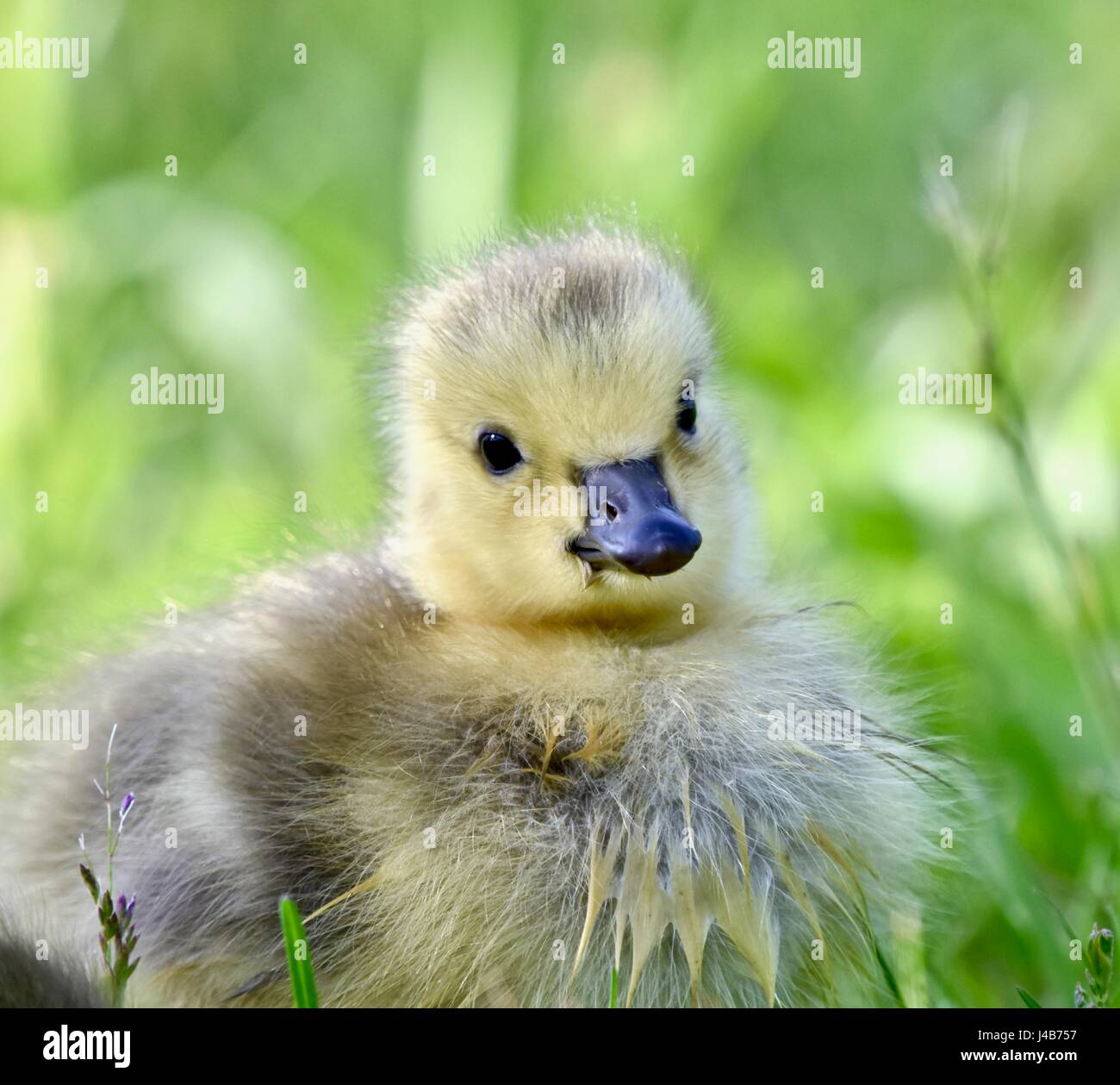 Canadian goose goslings (Branta canadensis) or chicks on a warm and ...