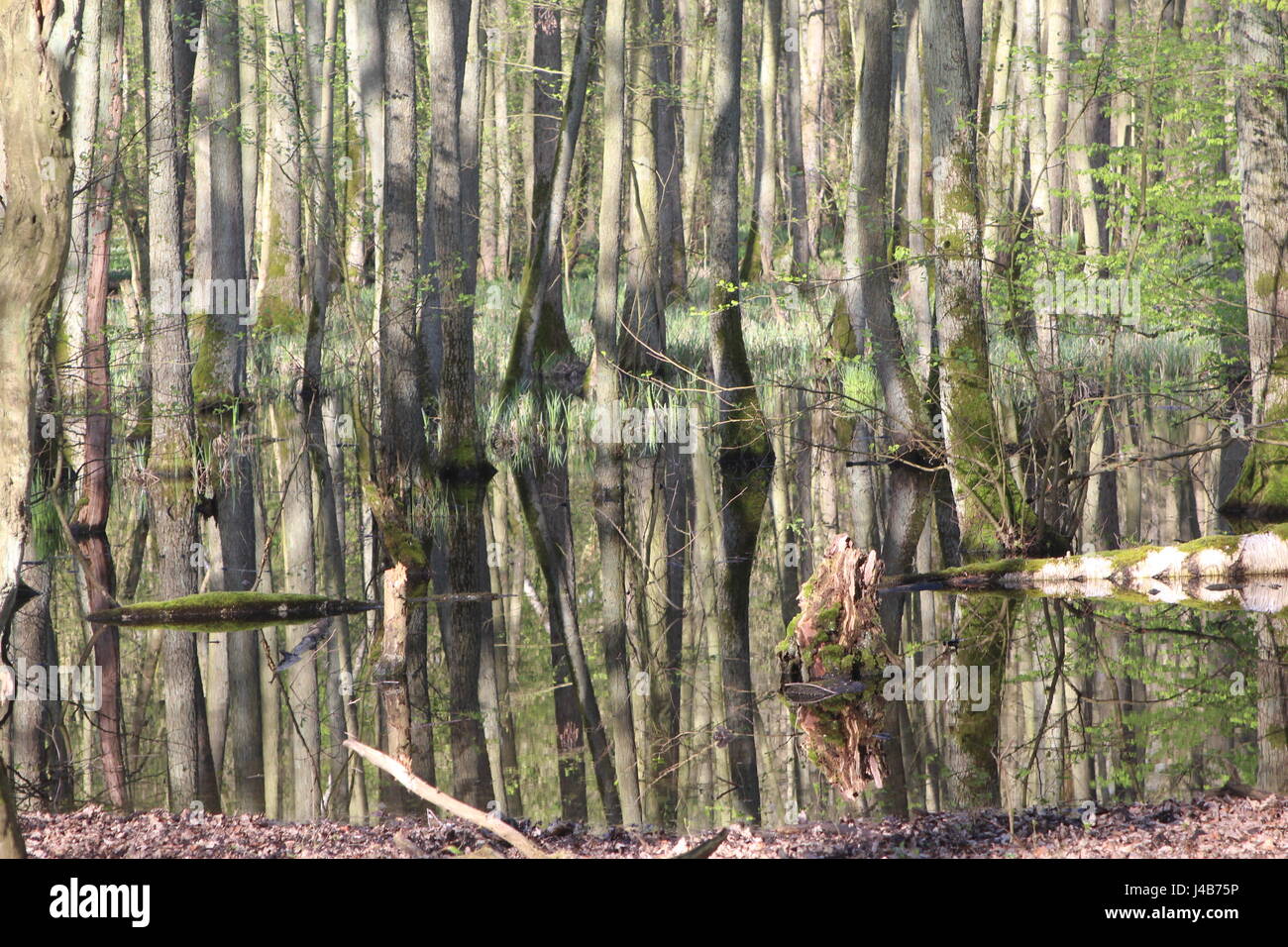 Forest in Berlin, Germany growing out of a river with sunlight landing ...