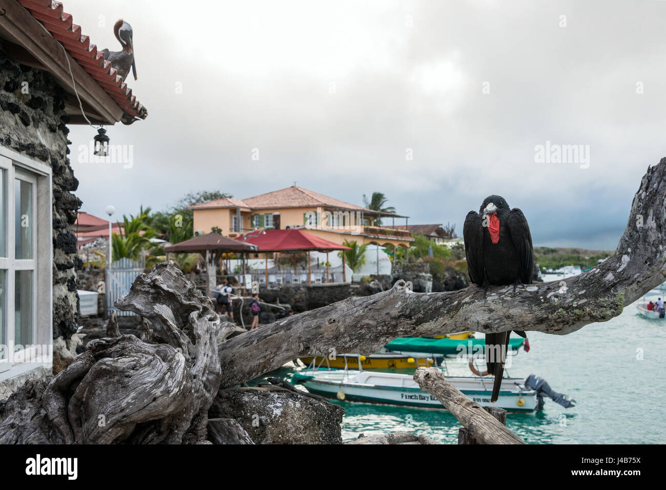 Frigate bird sits on a branch on the background of the Academic Bay in ...