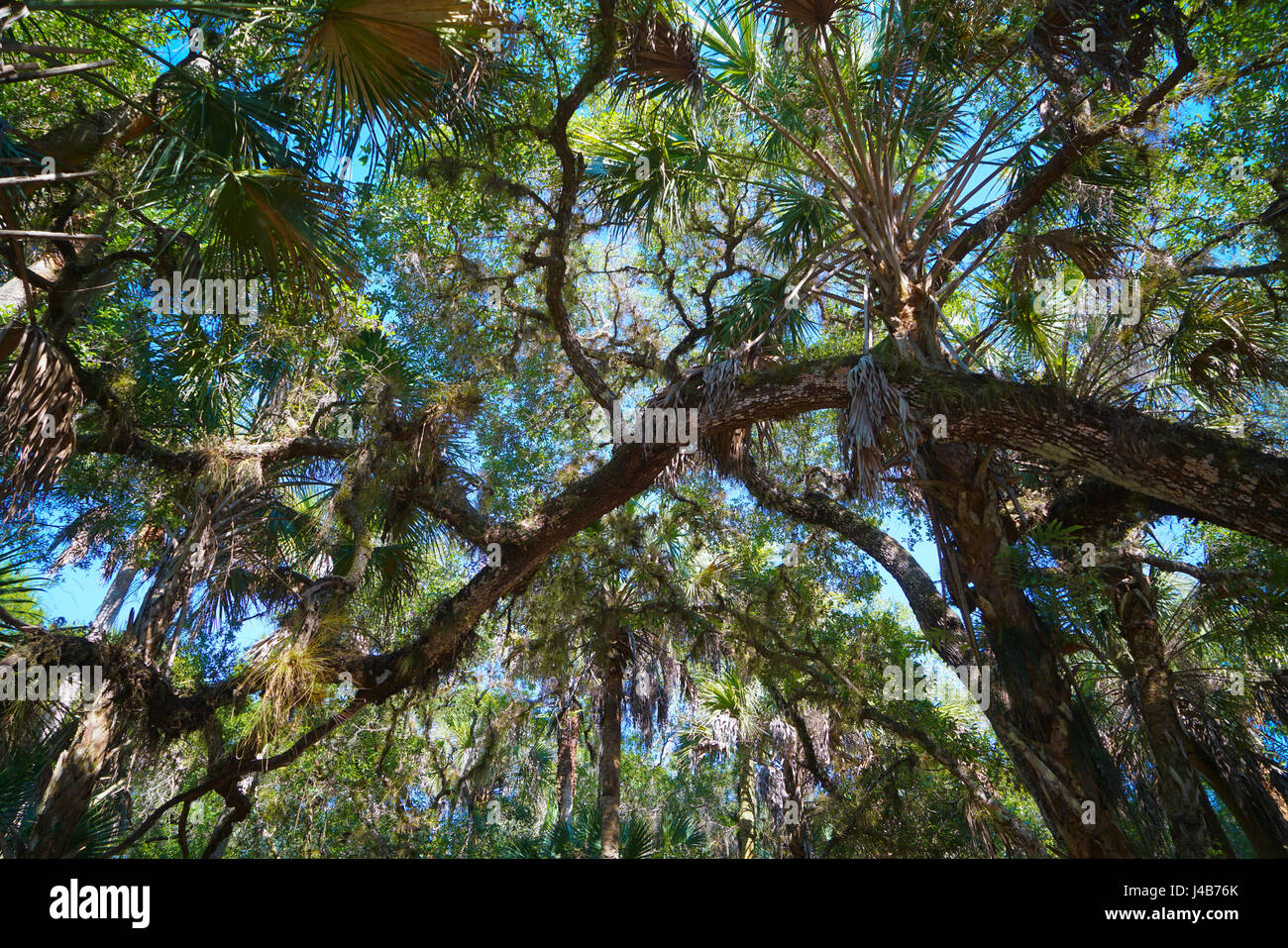 A tree growing horizontally and on an angle through the forest trying ...
