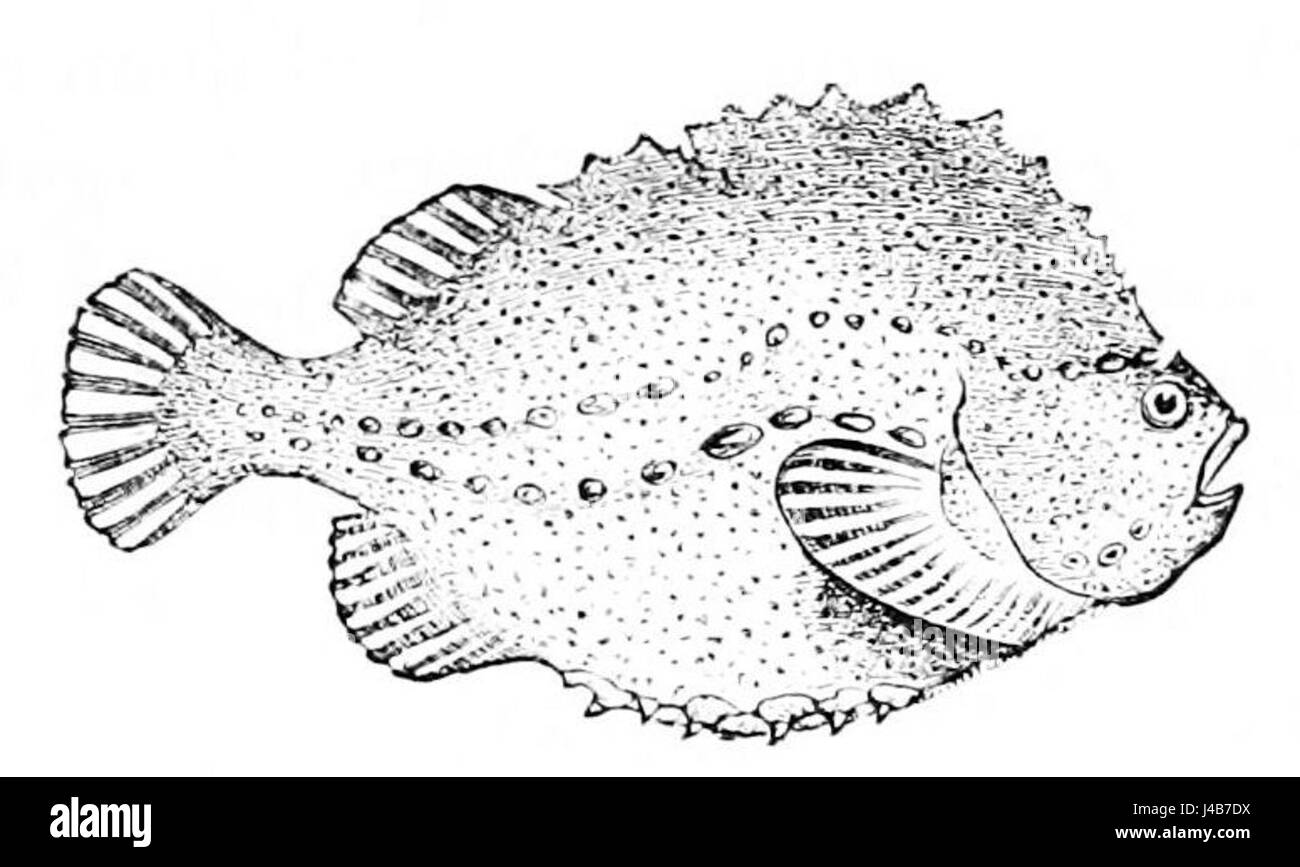 The lumpfish, as depicted in 'PSM V11 D551,' is a species known for its ...