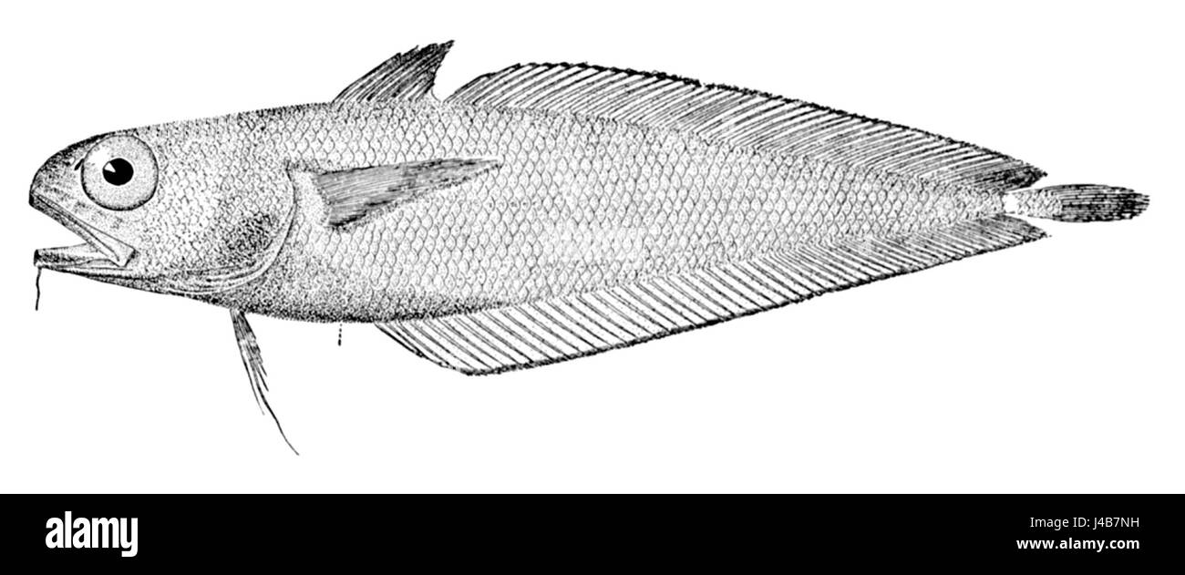 Physiculus hi-res stock photography and images - Alamy