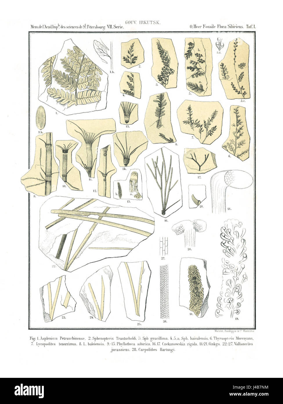 Polarflora 5 125 refers to a specific edition of Polarflora, a ...
