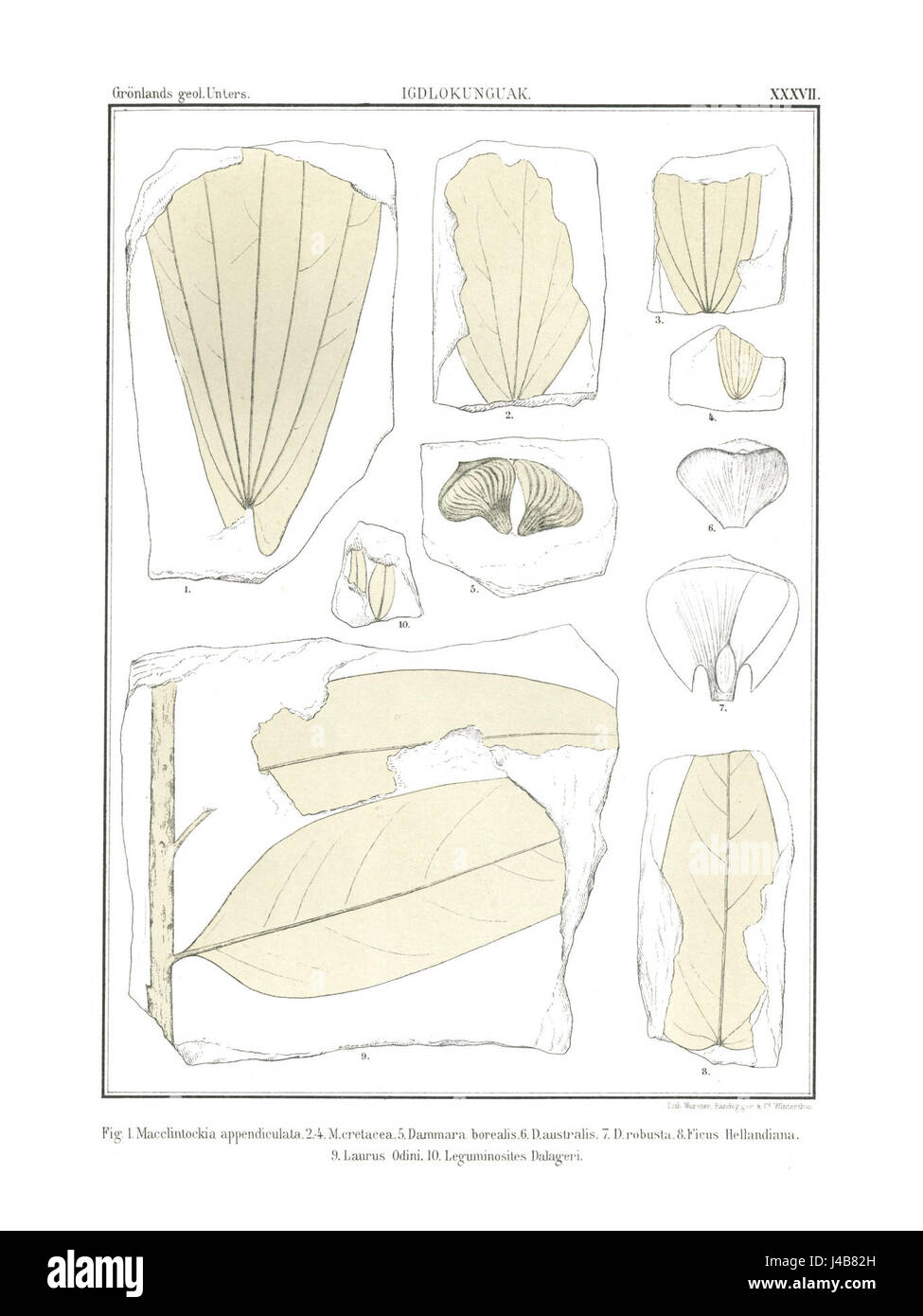 Polarflora 6 351 is a botanical catalog focused on polar plant species ...