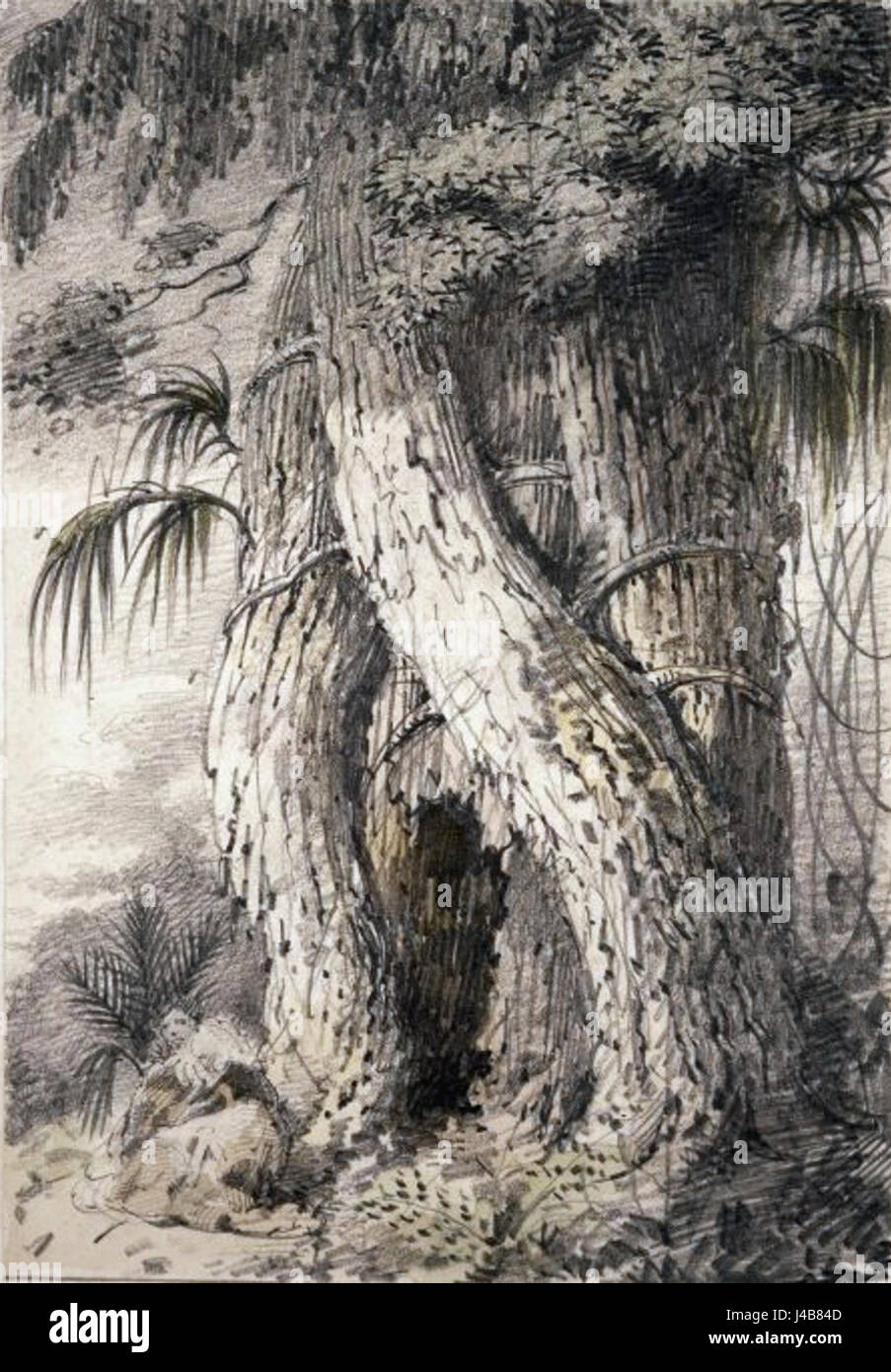 Ratanui hi-res stock photography and images - Alamy