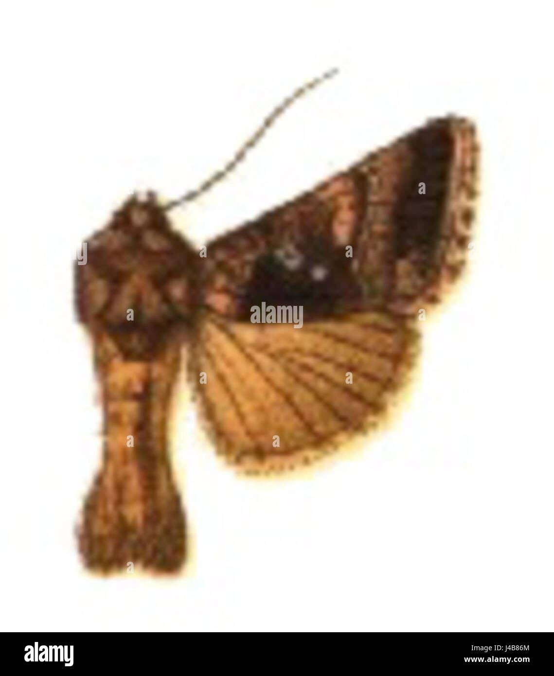 Signata hi-res stock photography and images - Alamy