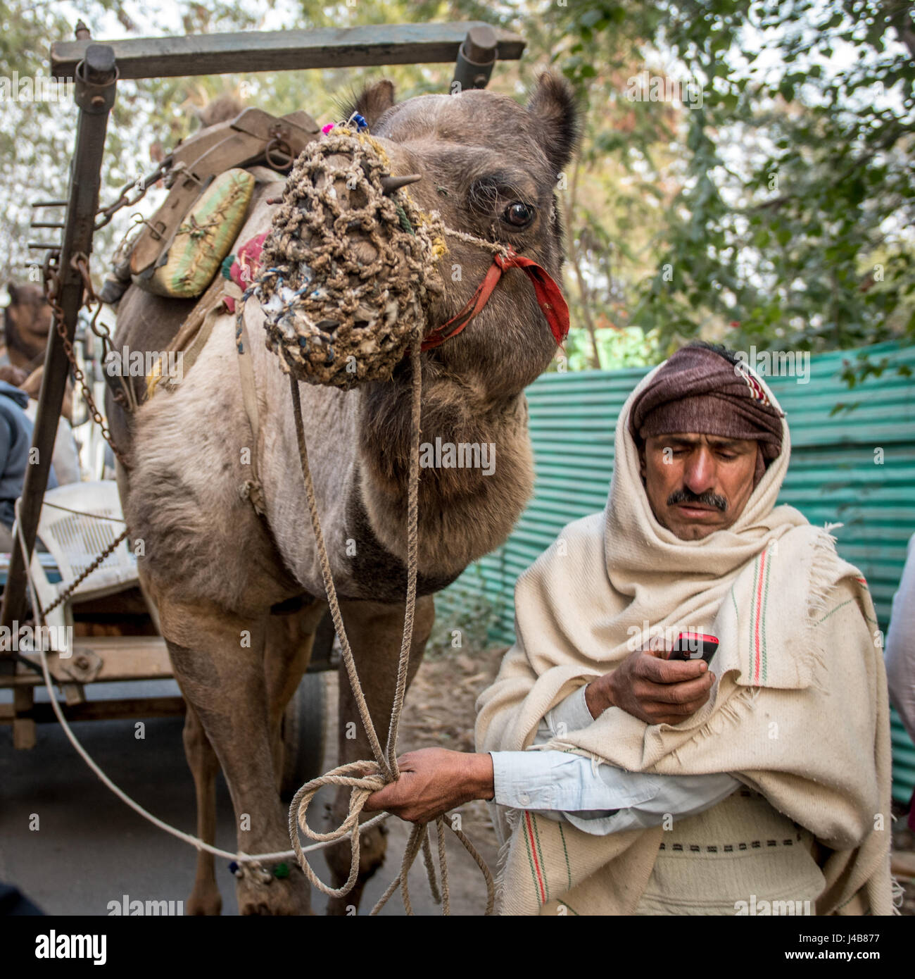 Indian man leading a camel and on his phone Stock Photo - Alamy