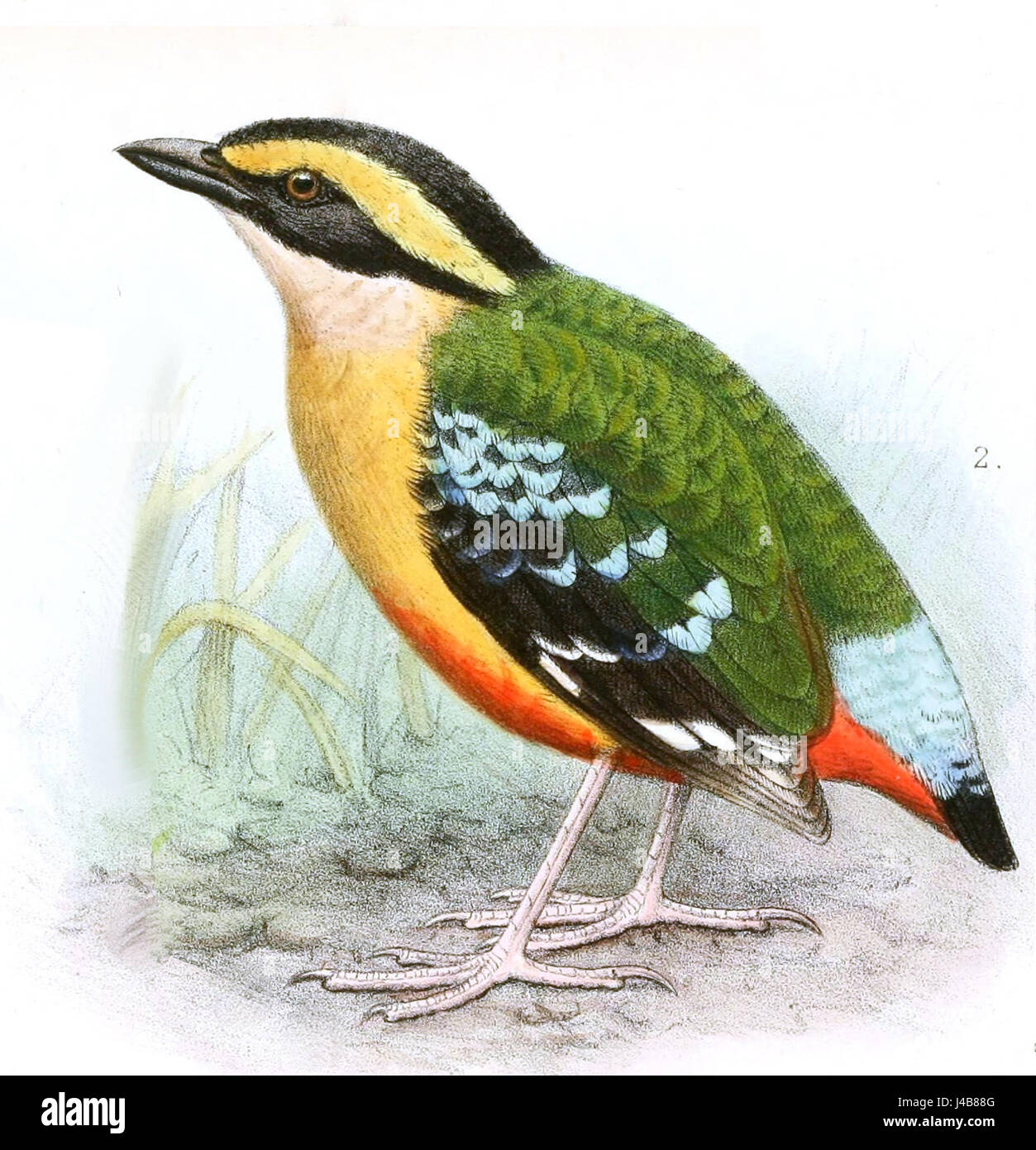 Pitta angolensis longipennis, commonly known as the long-winged Angolan ...