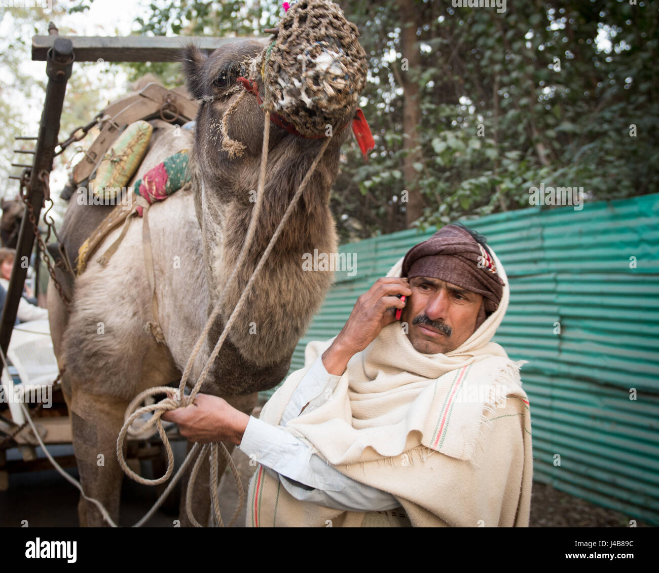 Indian man leading a camel and on his phone Stock Photo - Alamy
