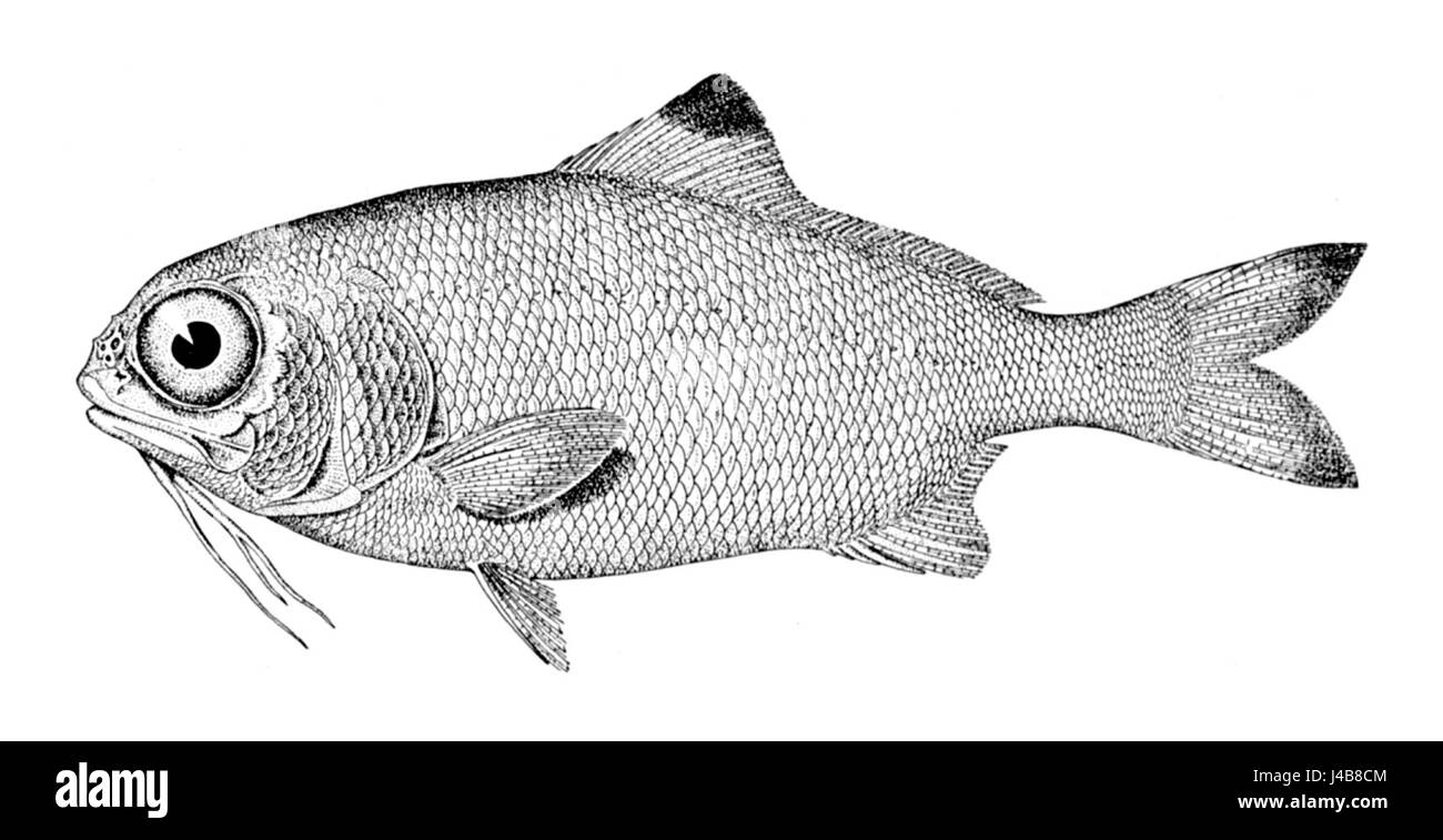 Polymixia nobilis hi-res stock photography and images - Alamy