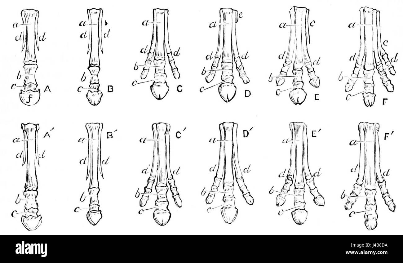 PSM V15 D037 Evolutionary bone changes in horses Stock Photo - Alamy