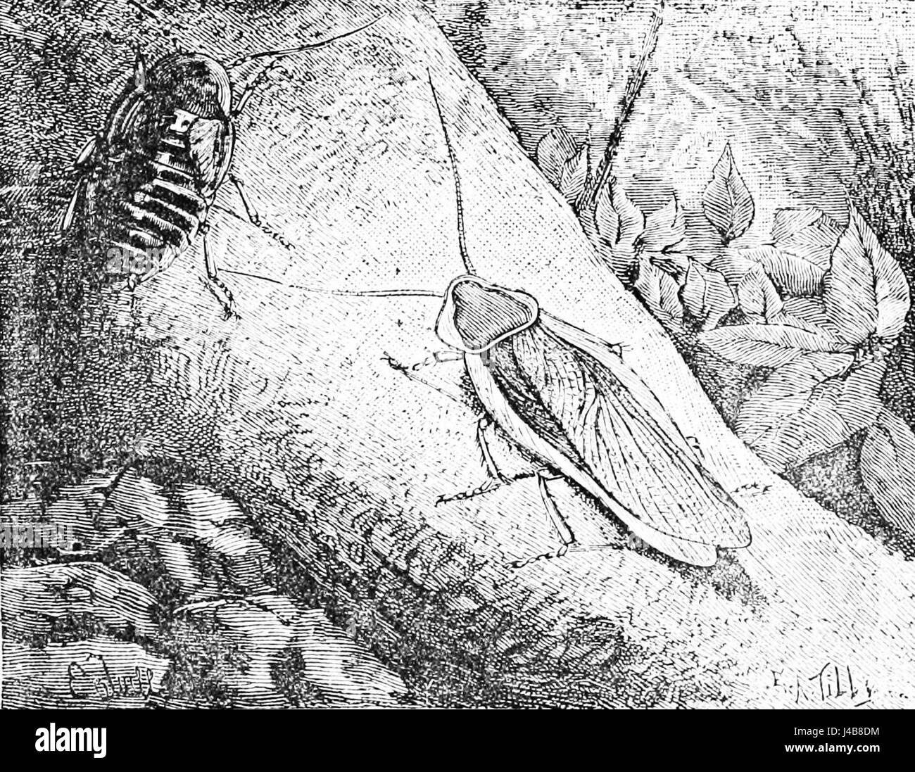 This image from PSM V27 D416 shows a pair of living Blattae, commonly ...