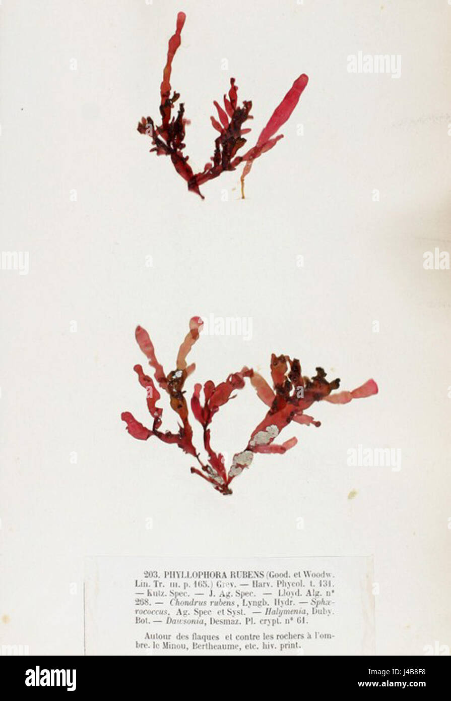 Phycodrys rubens Crouan is a species of red algae native to European ...