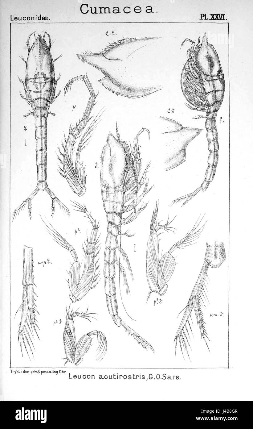 This image shows Leucon acutirostris, a species of crustacean in the ...