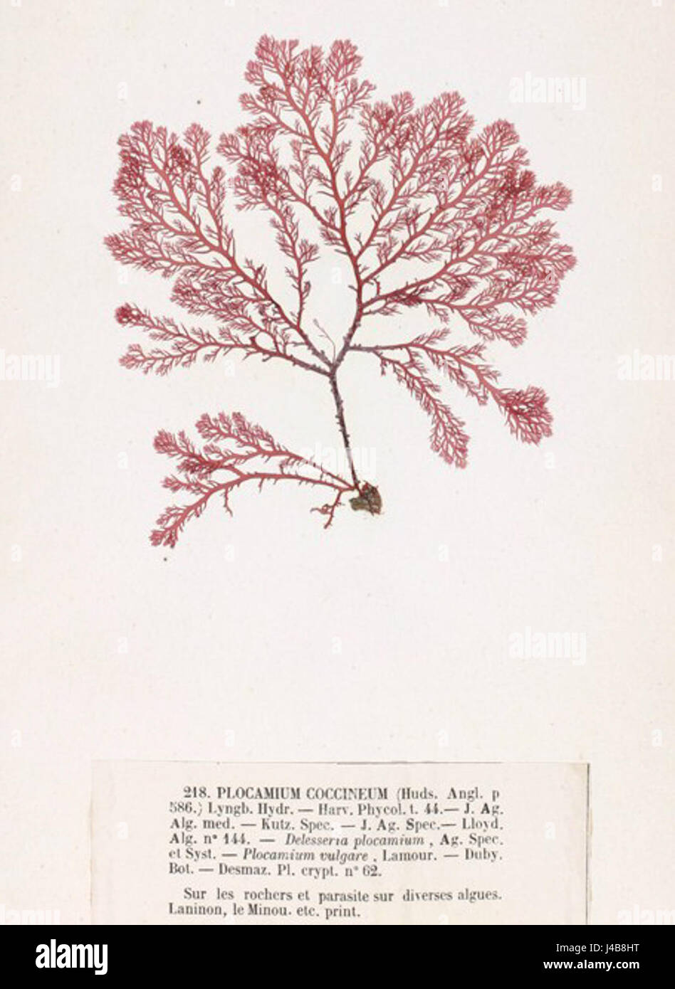 Plocamium cartilagineum is a red marine algae species found along ...