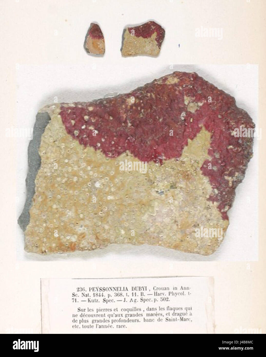 Algae in a ocean hi-res stock photography and images - Alamy