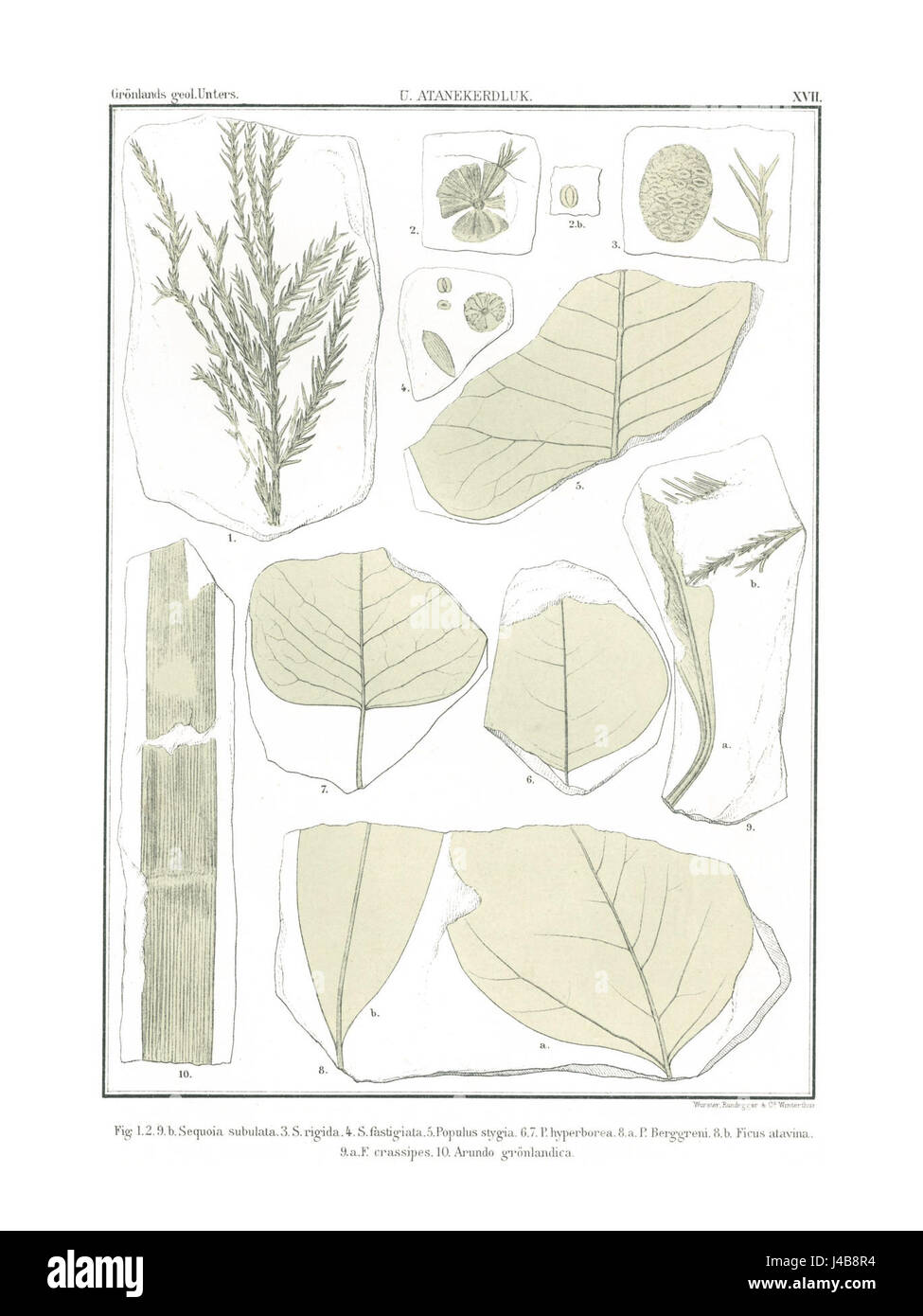 Polarflora 6 is a scientific collection or research work related to ...