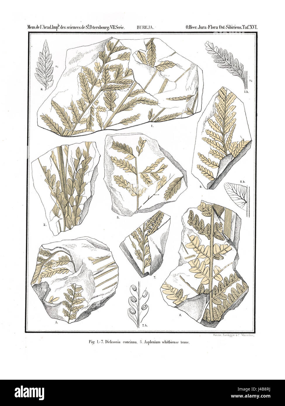 Polarflora 4 373 is a botanical publication focused on the flora of ...