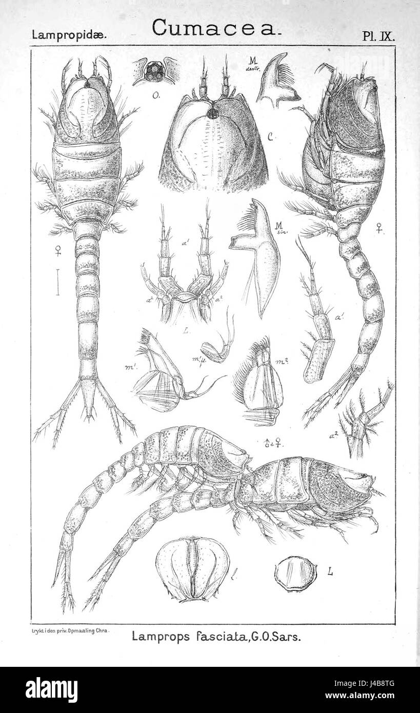Plate IX of 'Lamprops fasciata' illustrates the distinct features of a ...