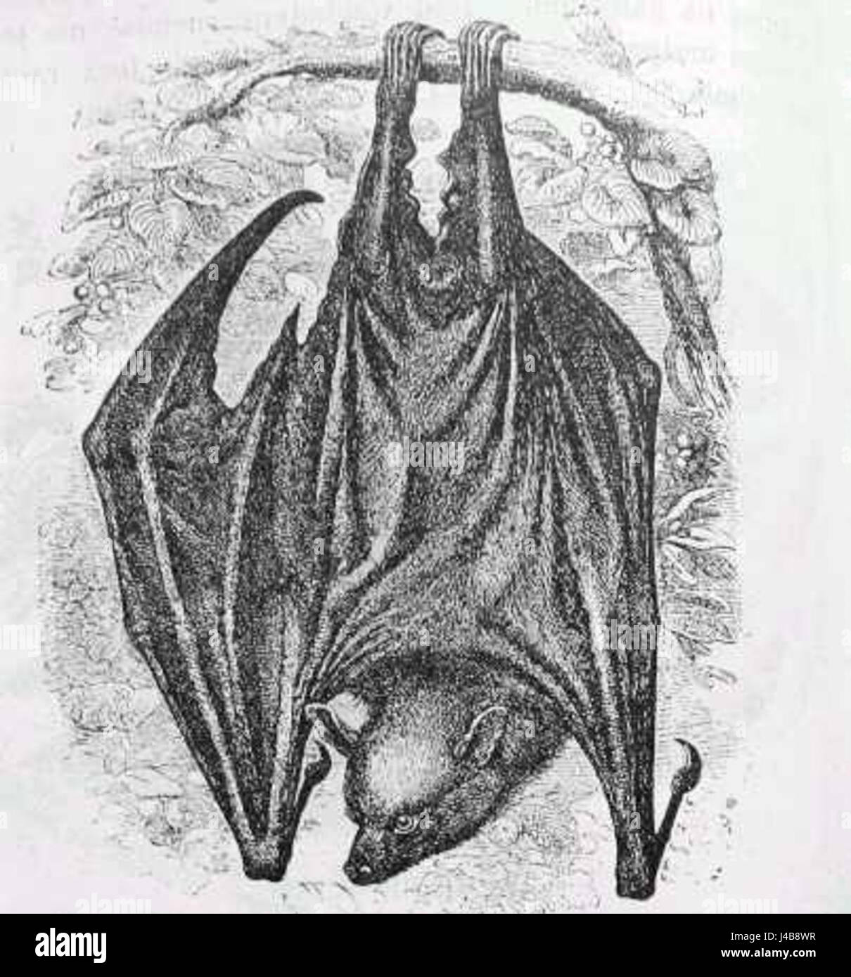 Pteropus poliocephalus old Stock Photo - Alamy