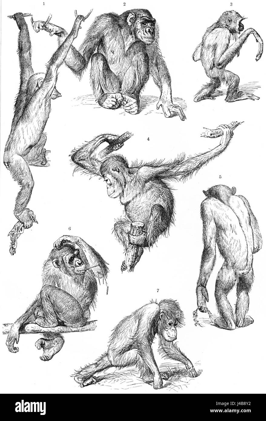 Ape drawing hi-res stock photography and images - Alamy