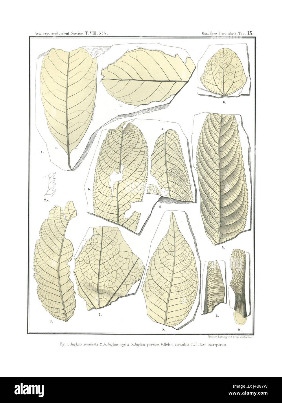 Polarflora refers to the flora found in polar regions, specifically ...