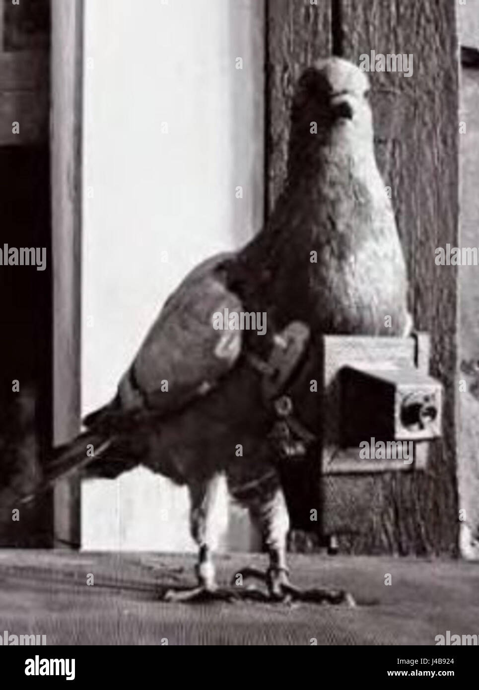 Photography cameras pigeon hi-res stock photography and images - Alamy