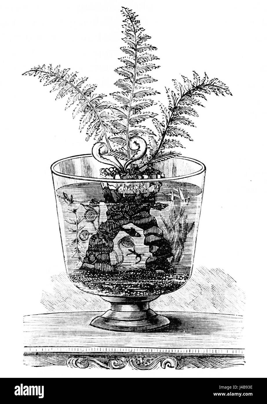 Small marine tank Black and White Stock Photos & Images - Alamy