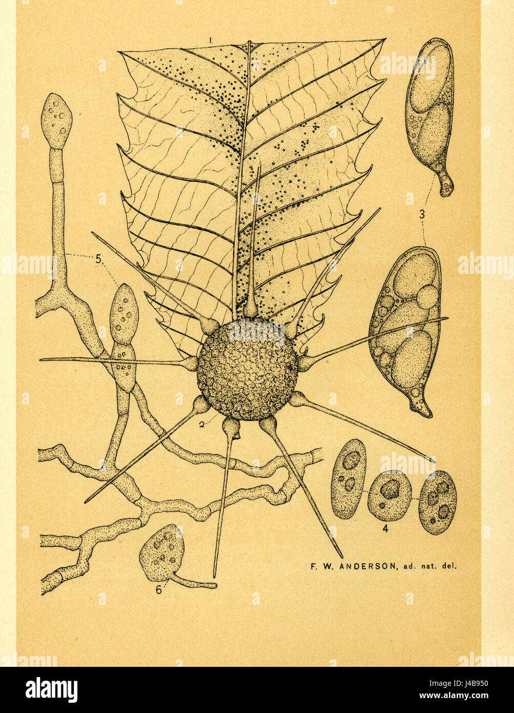 Phyllactinia guttata unrestored Stock Photo - Alamy