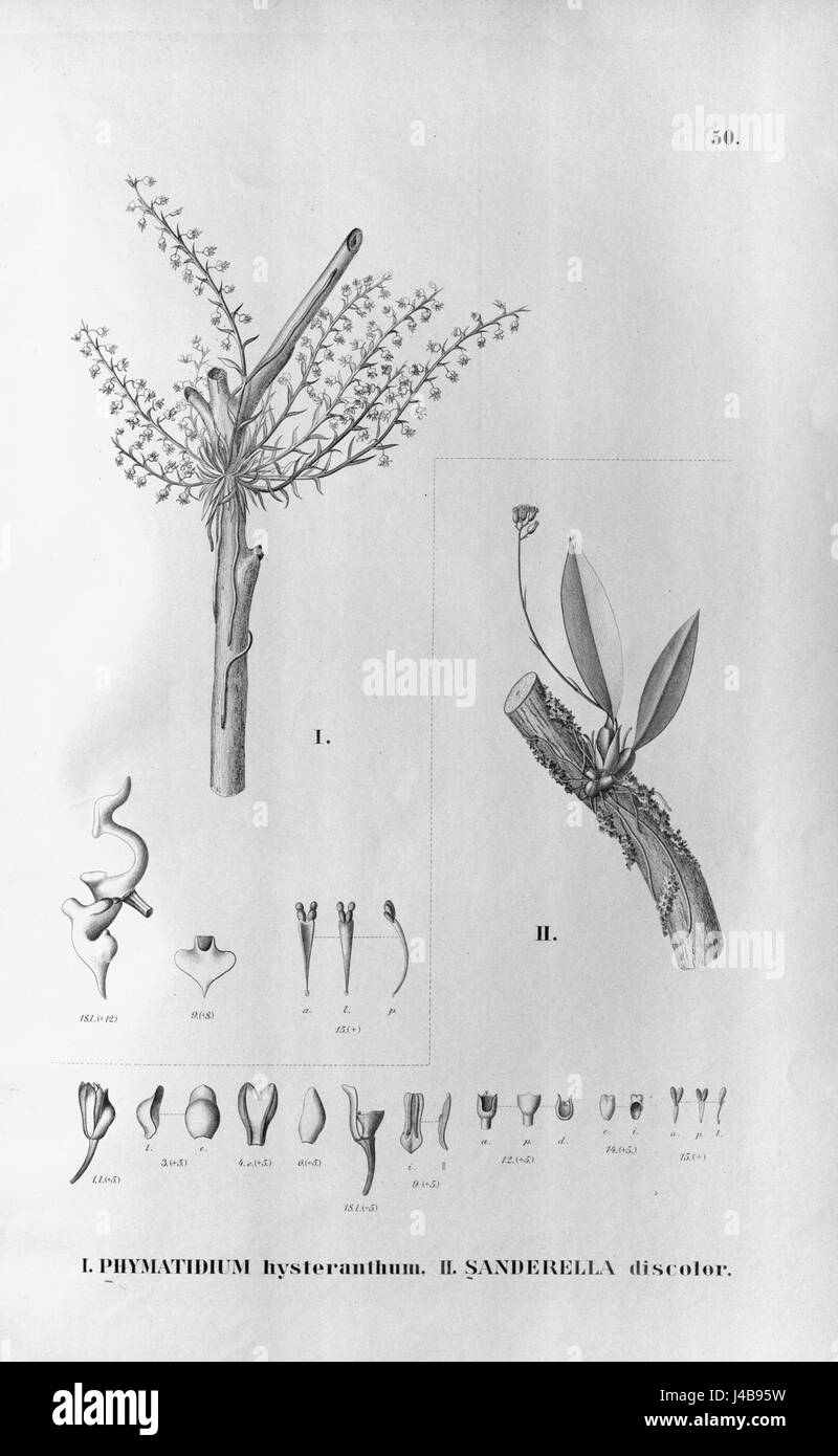 Phymatidium hysteranthum and Sanderella discolor are plant species ...
