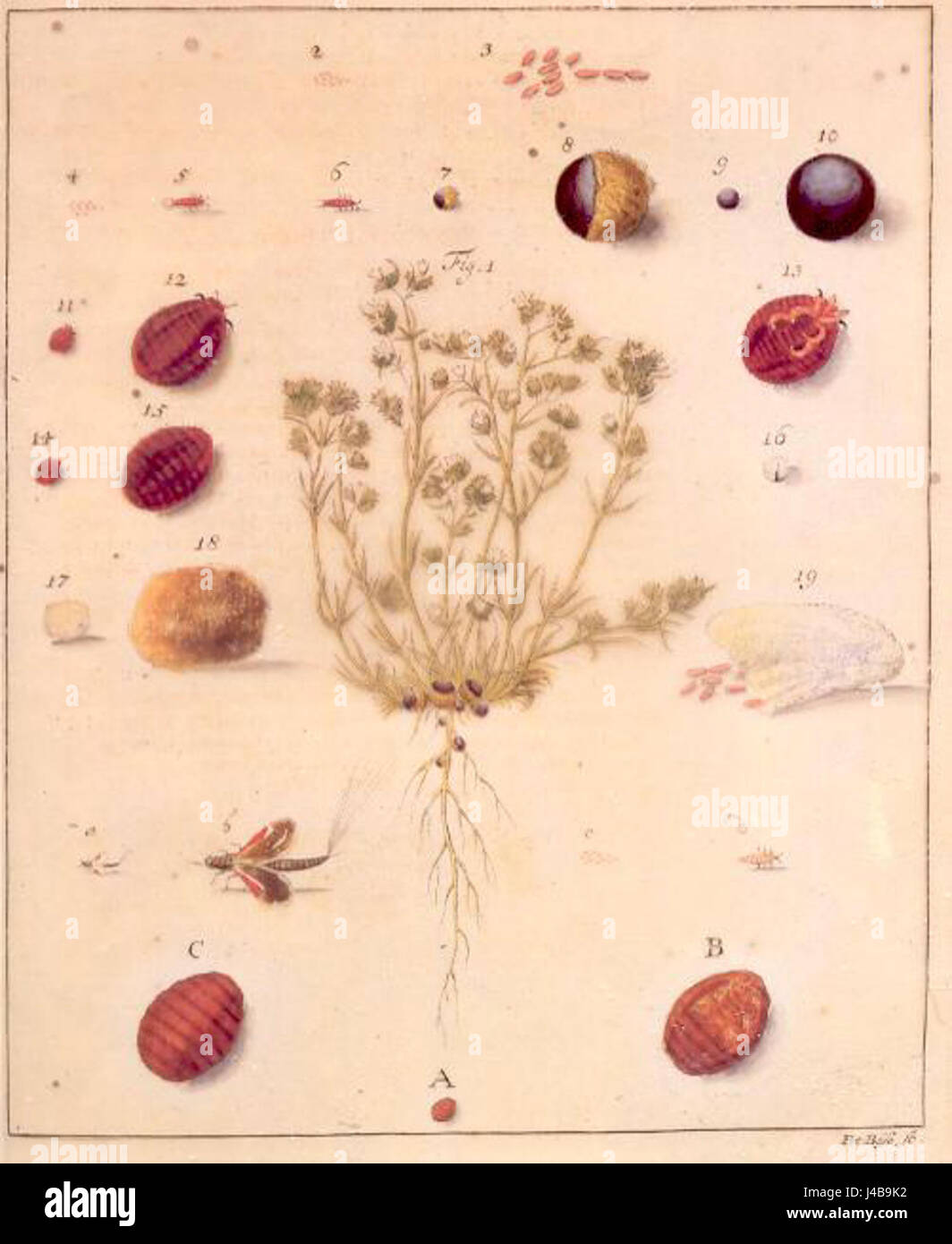 Cochineal illustration hi-res stock photography and images - Alamy