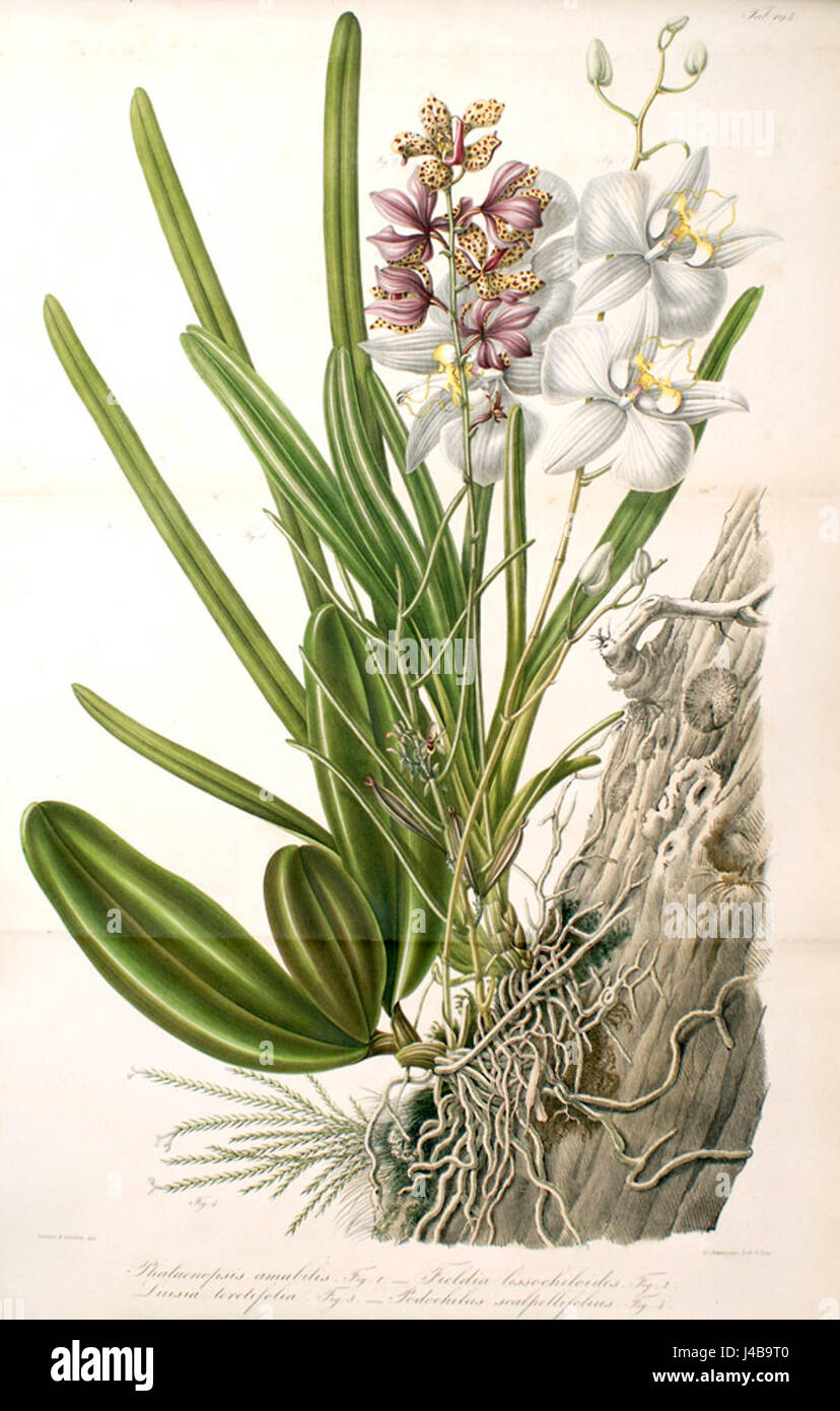 Phalaenopsis orchid white flowers hi-res stock photography and images ...