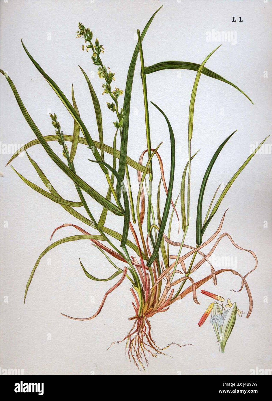 Raigras refers to a type of grass commonly known as ryegrass, which is ...