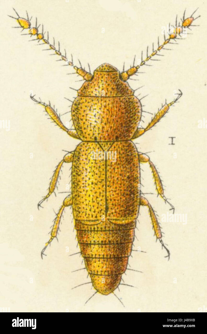 Ptinella hi-res stock photography and images - Alamy