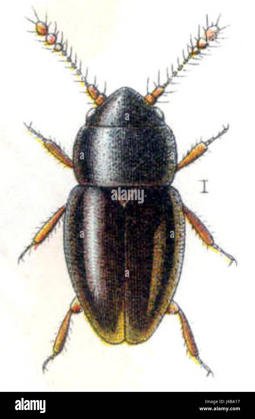 Pusillum hi-res stock photography and images - Alamy