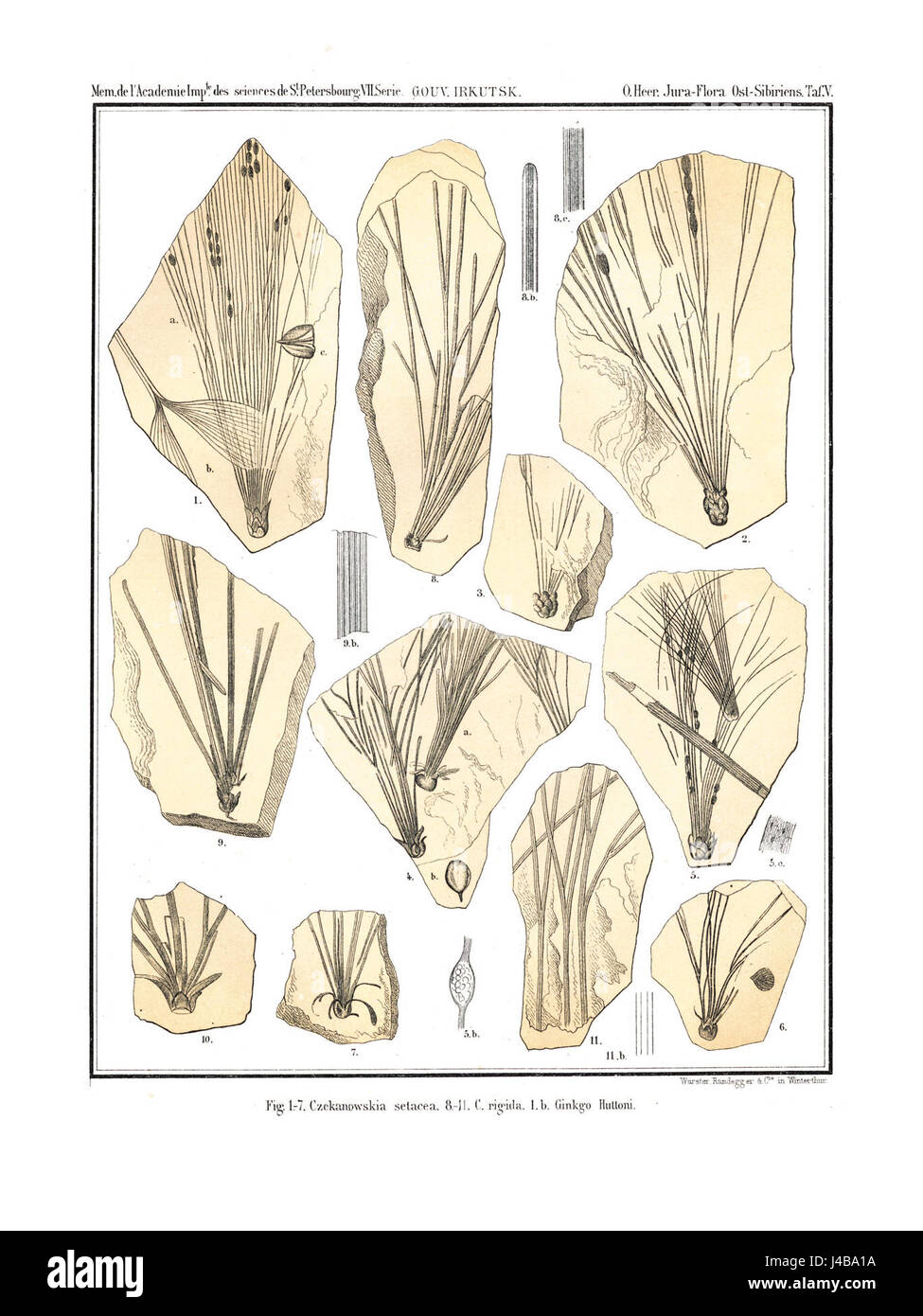 *Polarflora 4 351* is a botanical catalog documenting flora from polar ...