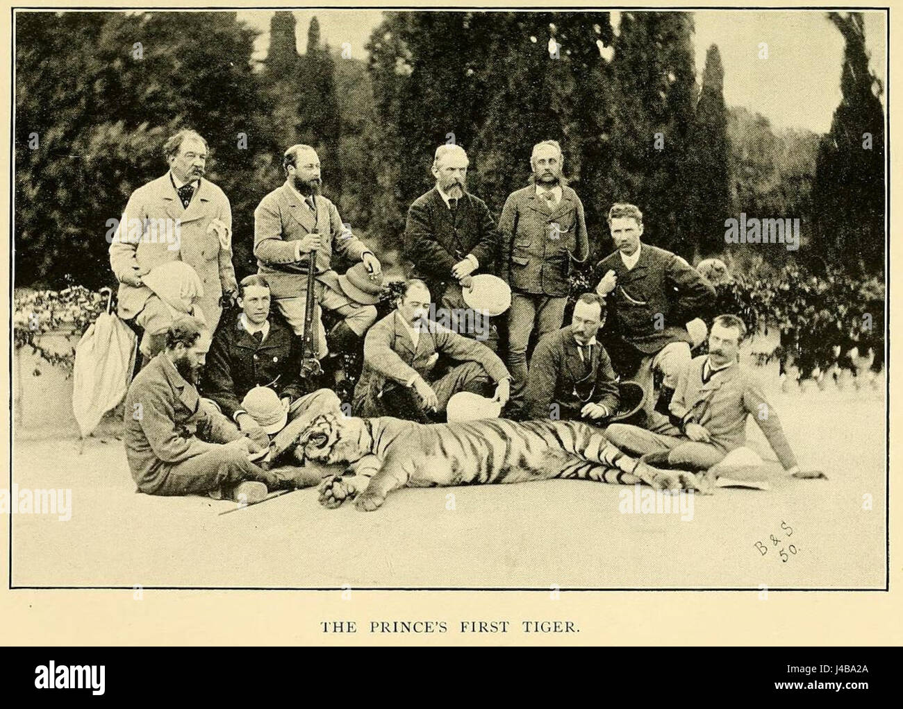 The Prince of Wales Tiger was a historic and notable tiger, known for ...