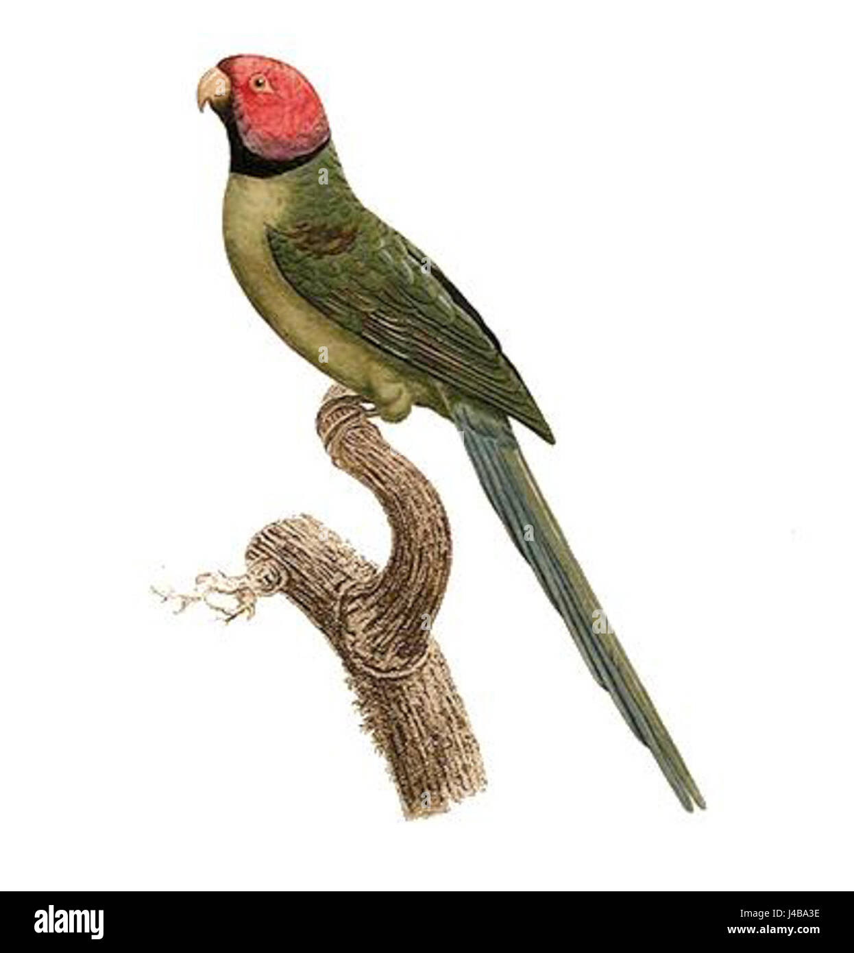 Psittacula roseata, also known as the pink-necked parakeet, is a ...
