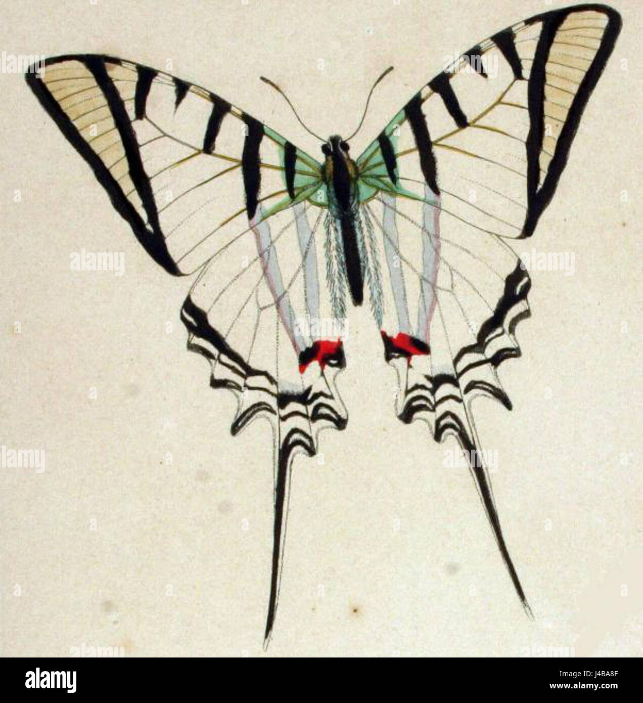 Protesilaus protesilaus archesilaus Stock Photo - Alamy