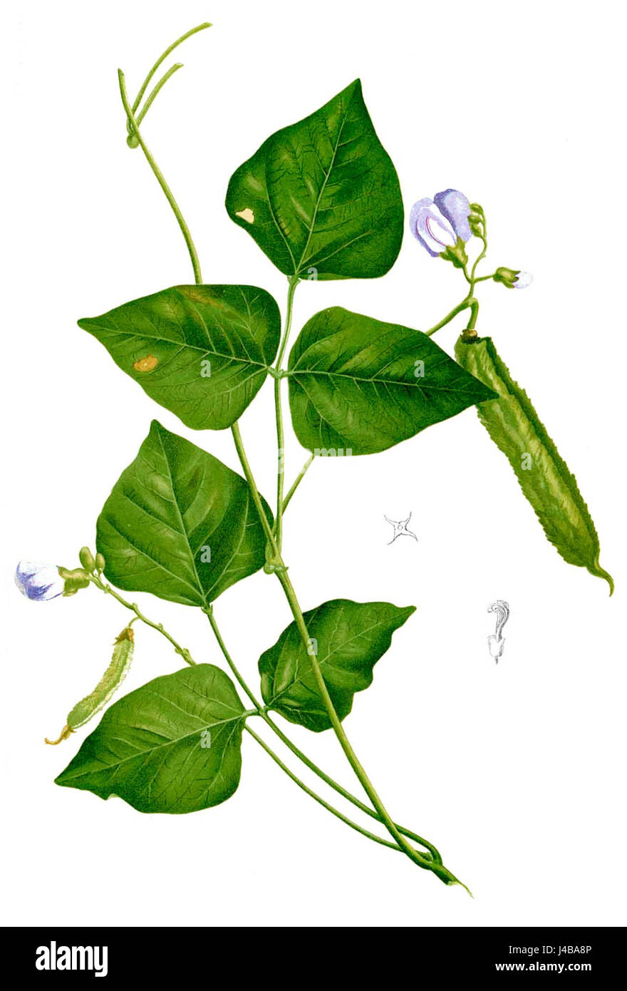 *Psophocarpus tetragonolobus*, commonly known as winged bean, is a ...