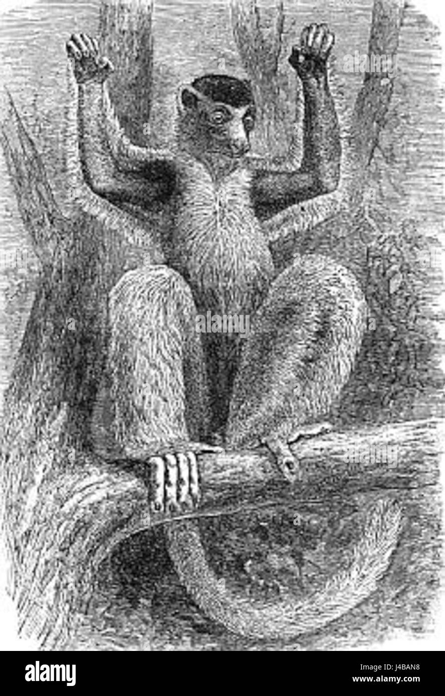 'Propithecus coronatus' refers to a primate species described in 1882 ...