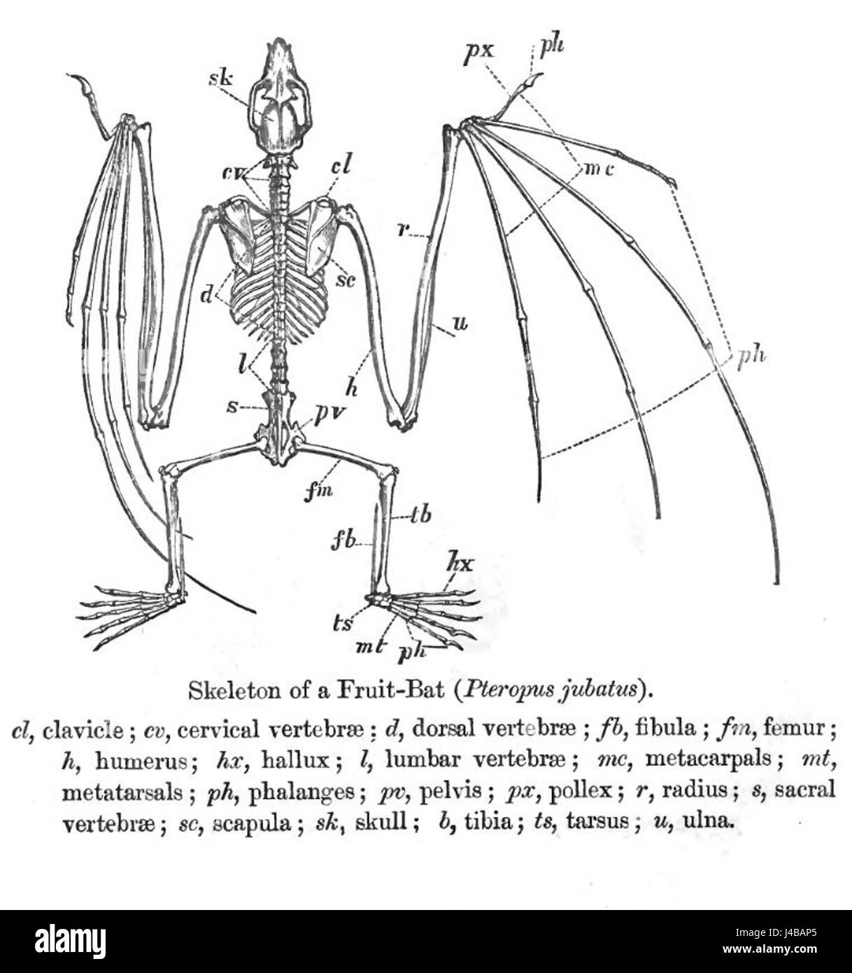Winged skeleton Cut Out Stock Images & Pictures - Alamy