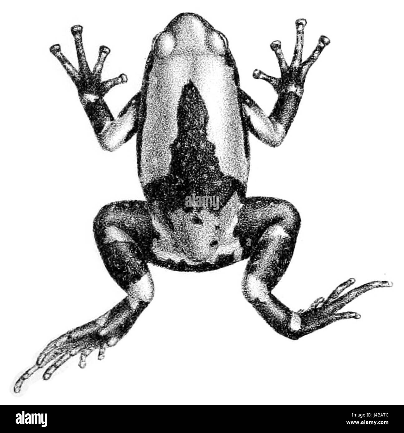 Asian reptile species Cut Out Stock Images & Pictures - Alamy