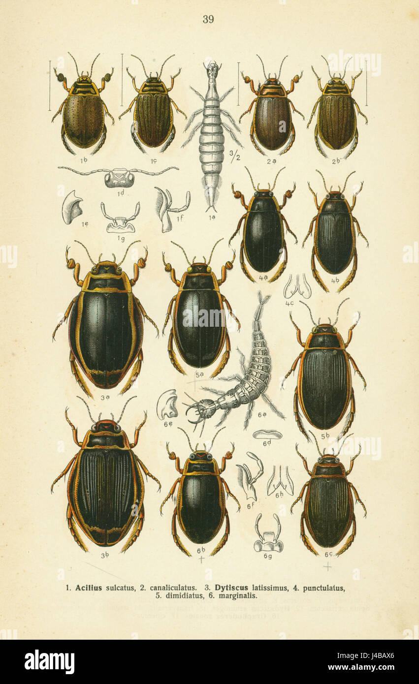 Reitter’s 1908 table 39 is a key reference in entomology, presenting ...
