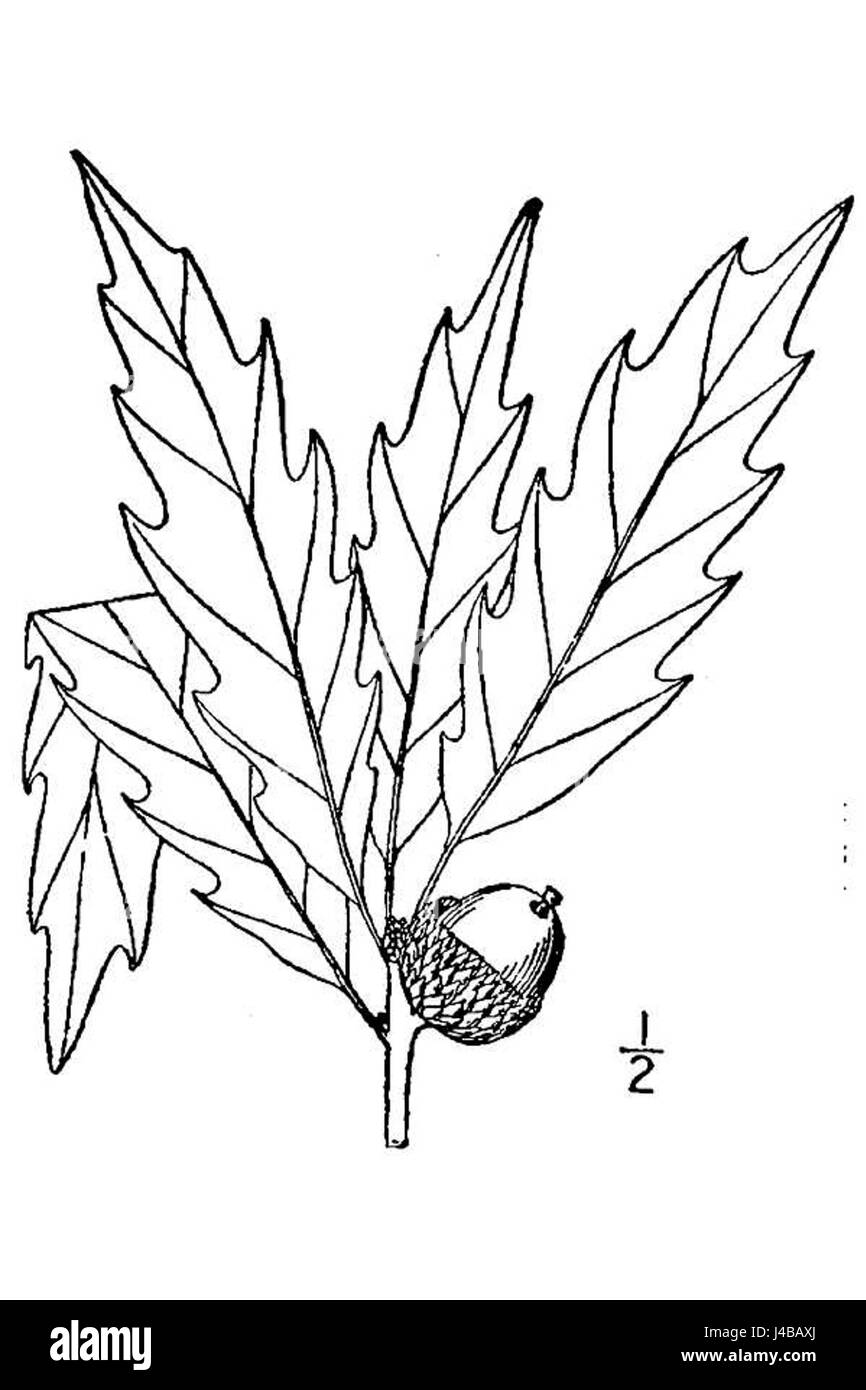 Deciduous trees oak quercus Black and White Stock Photos & Images - Alamy