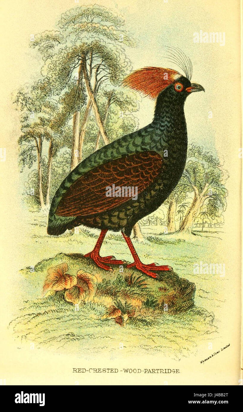 The Red-Crested Wood Partridge is a bird species found in the forests ...
